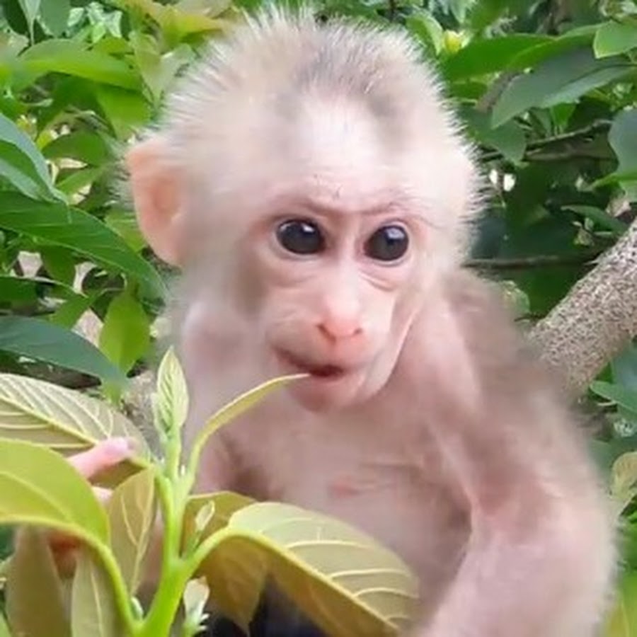 MONKEY DOO - YouTube