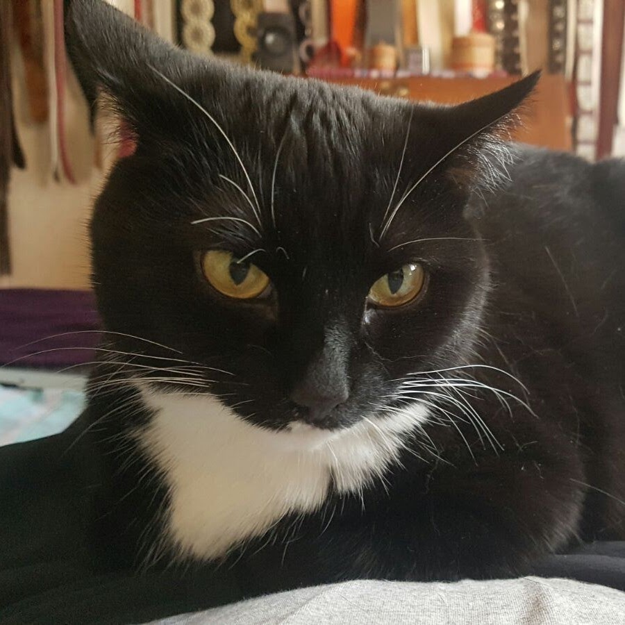 Cat Roxy Potyike - YouTube