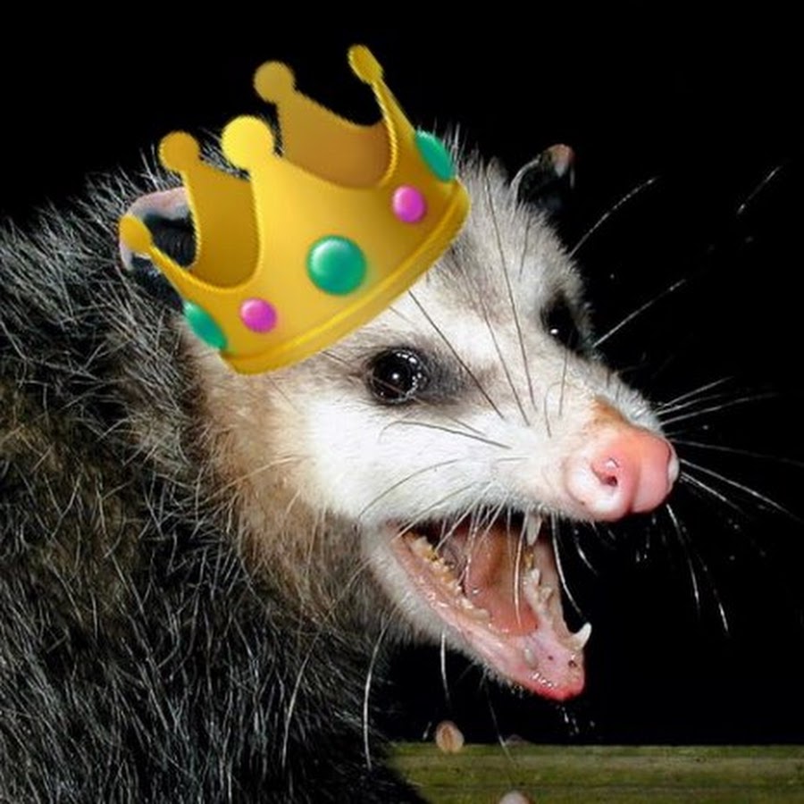 Possum Princess - YouTube