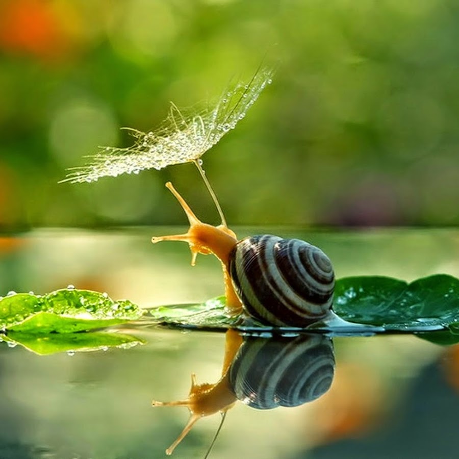 Natural World - YouTube