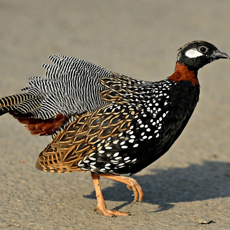 KALA TETAR BLACK FRANCOLIN - YouTube
