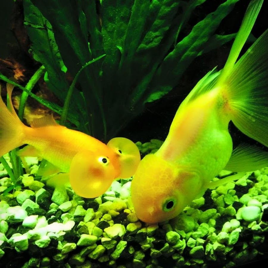 Rare Gold Fish - YouTube