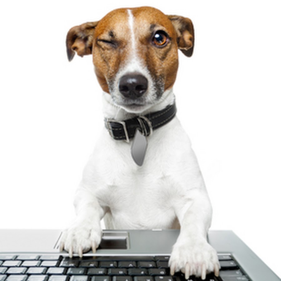 Prepdog.com - YouTube