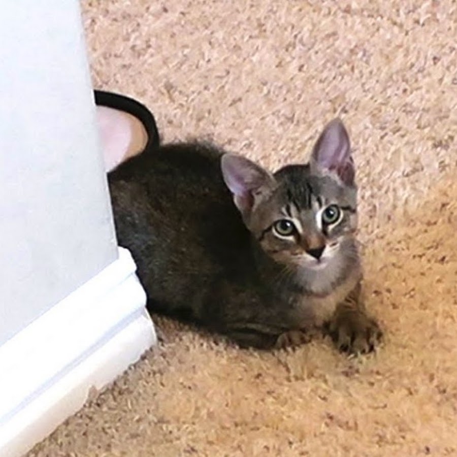 Dude The Cat - YouTube