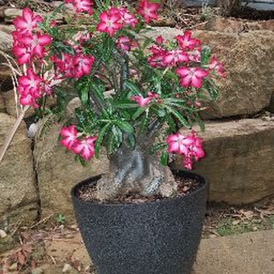 poke digger 1 - YouTube