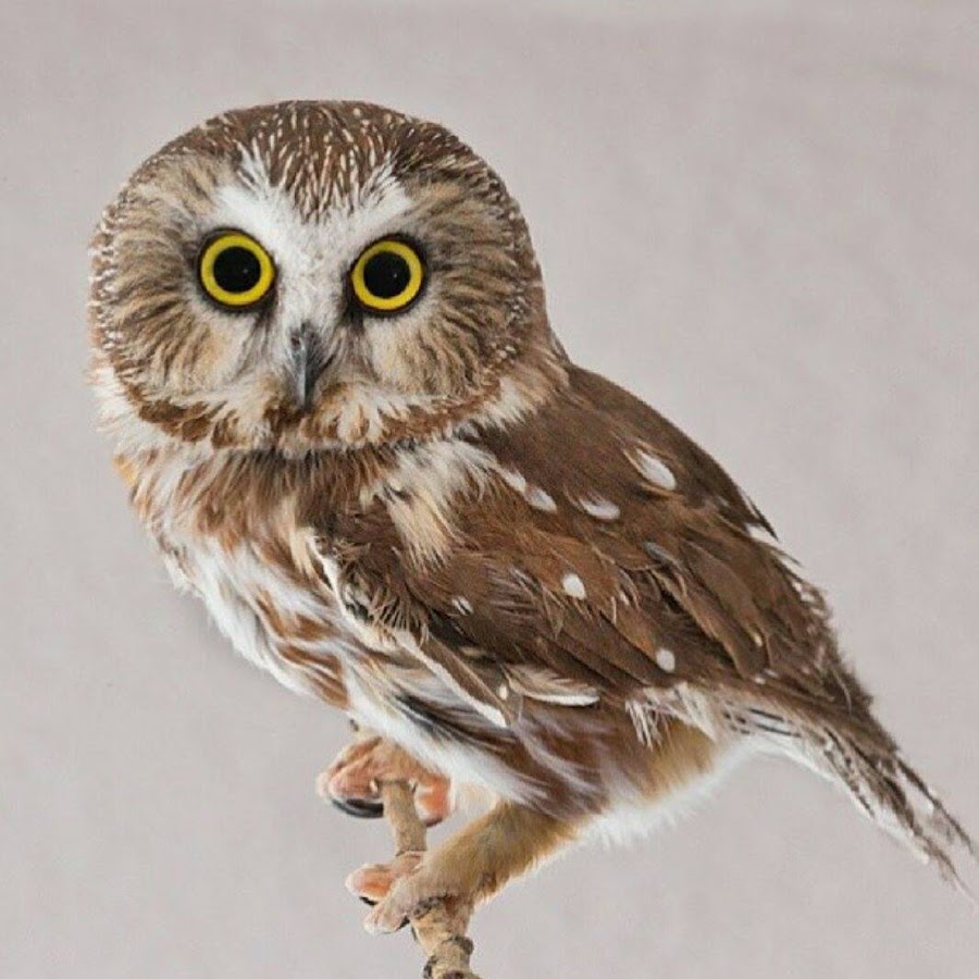 Owl Man - YouTube
