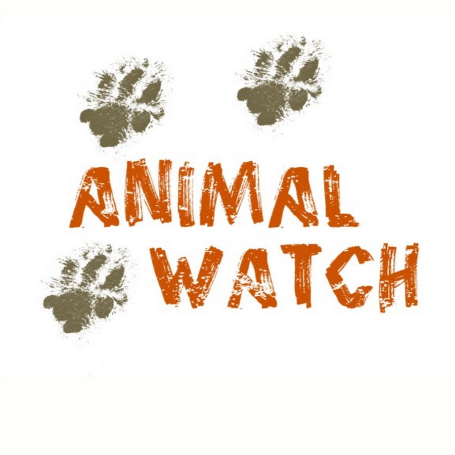 Animal Watch - YouTube