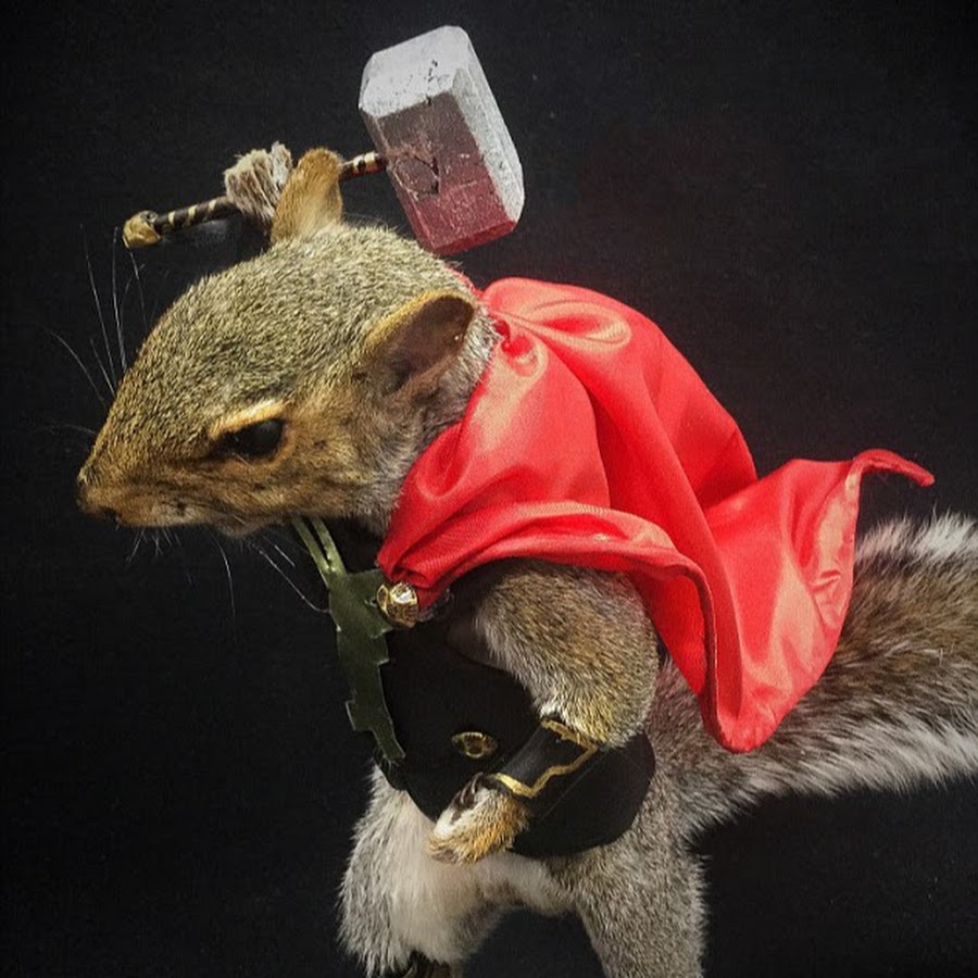 Squirrel Master - YouTube