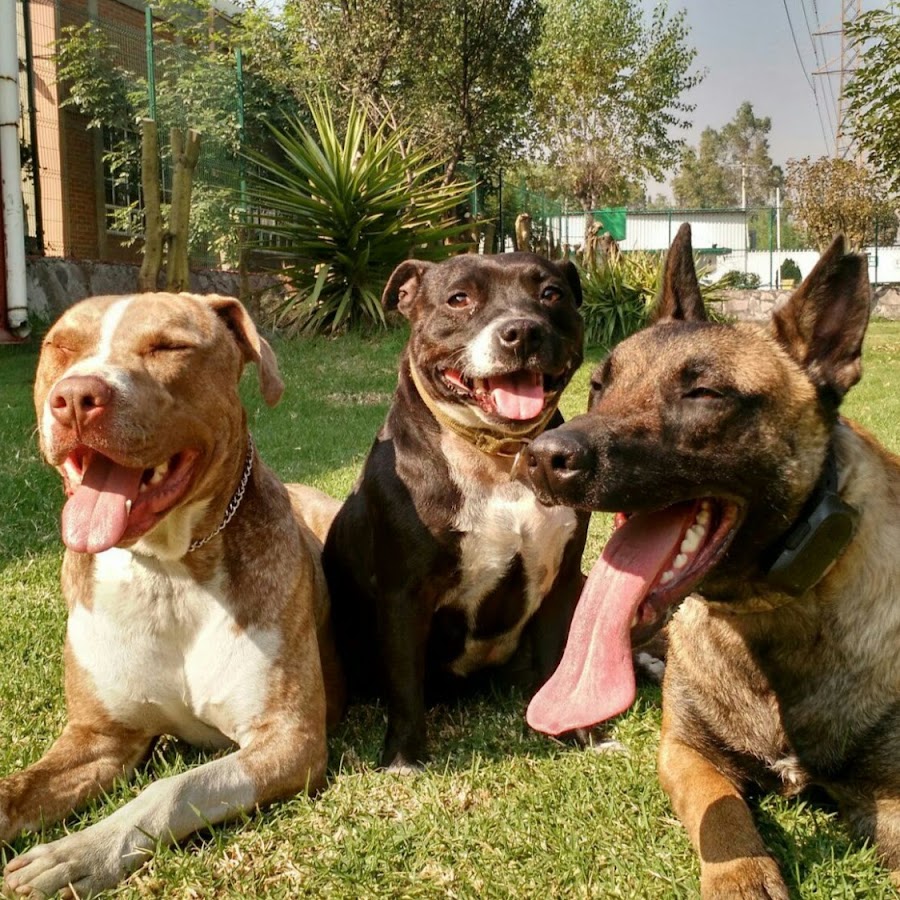 Pinches Perros - YouTube