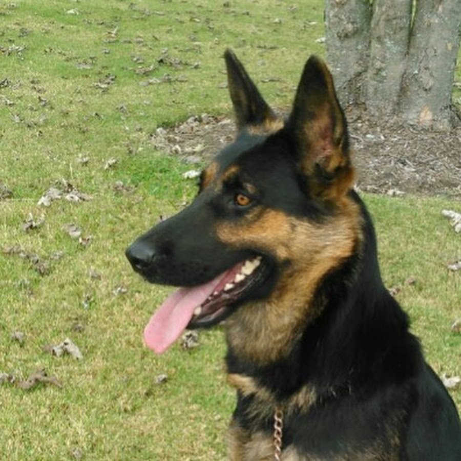 Paz & Rex the German Shepherd - YouTube