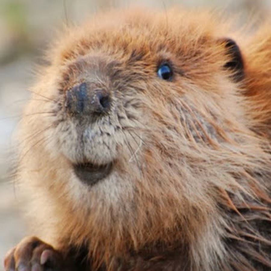 Cute .Beaver - YouTube