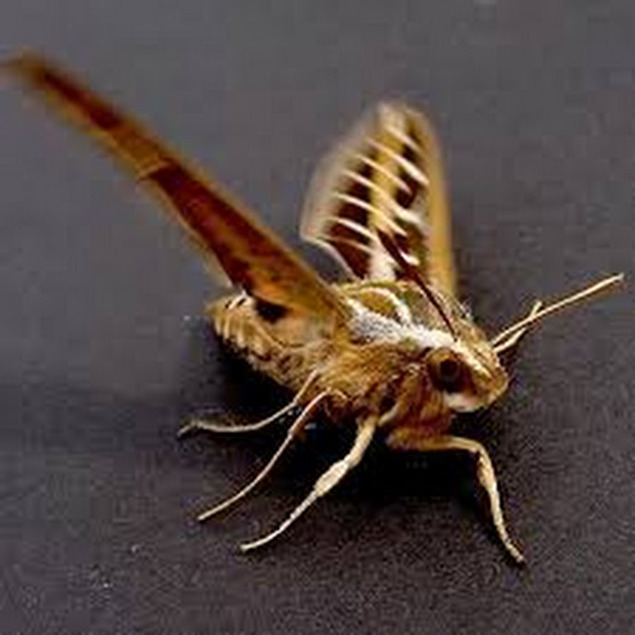 Harry the Moth - YouTube