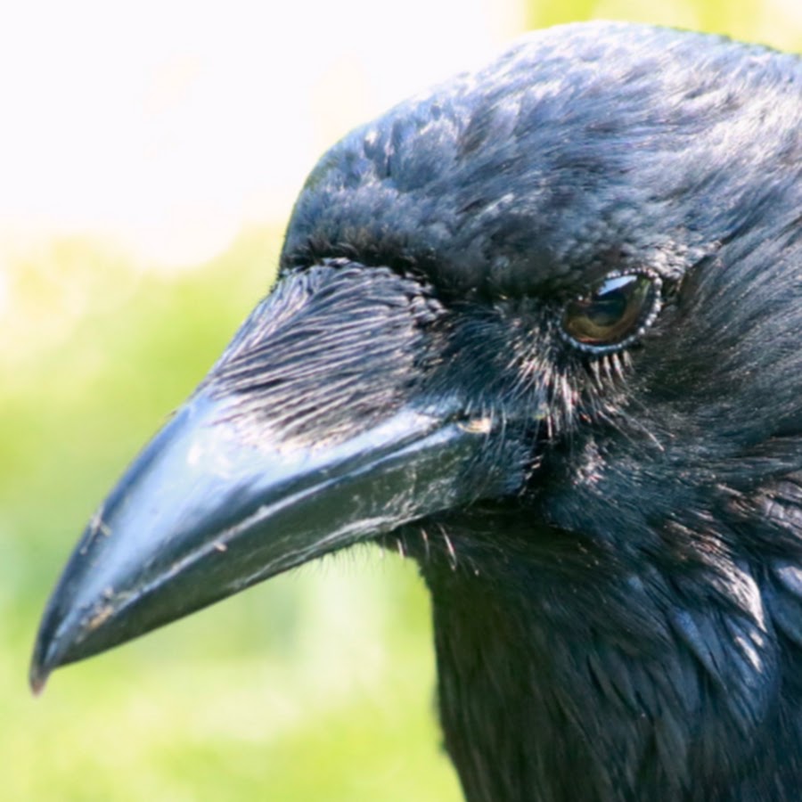 Durp D Durke - YouTube