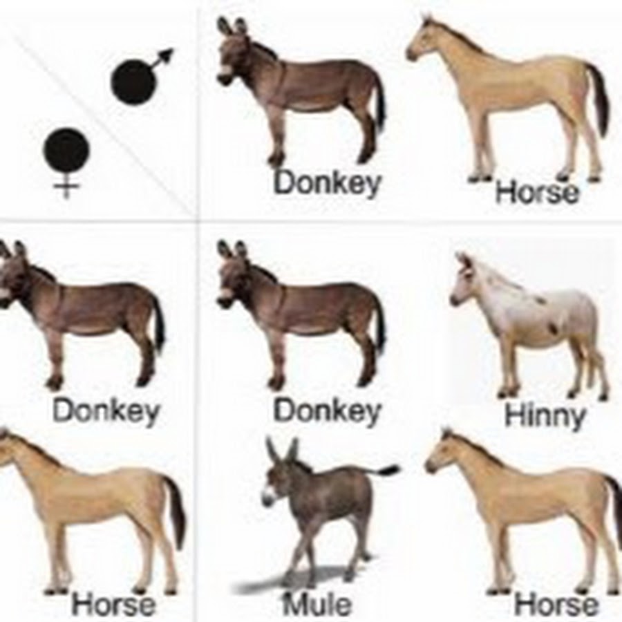 Hinny Pennies - YouTube