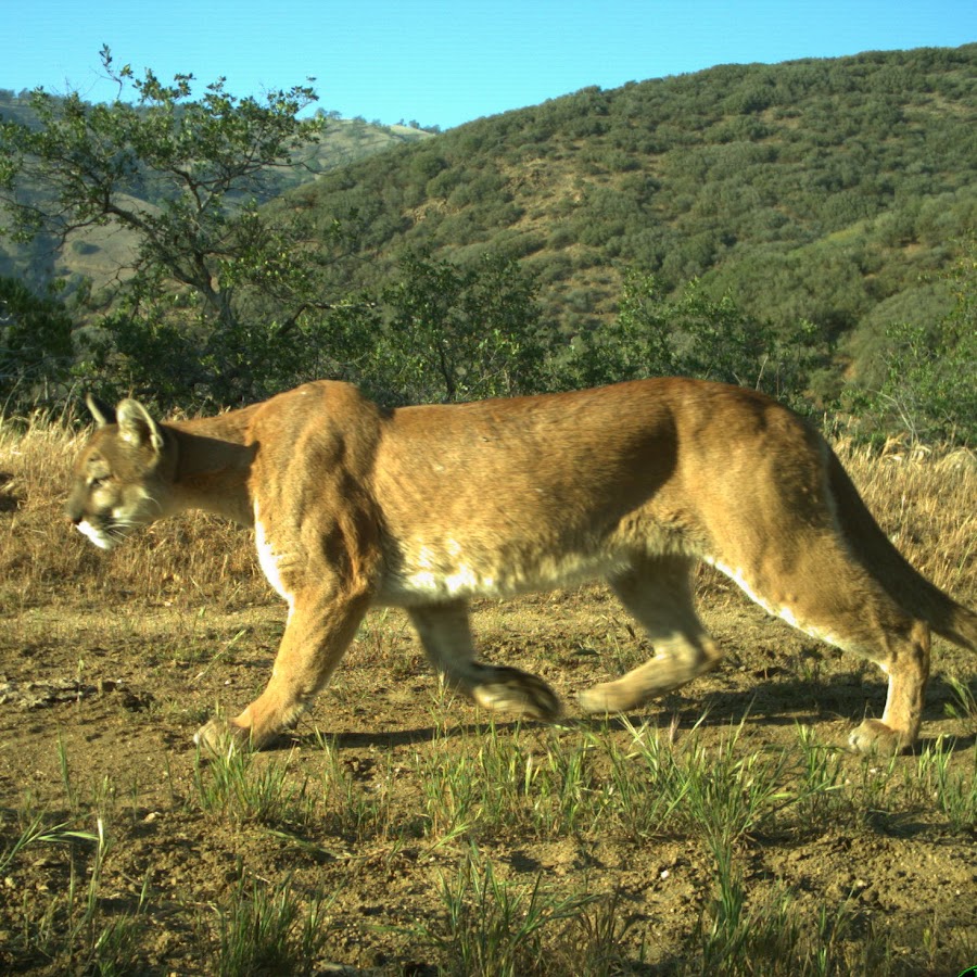 Tejon Ranch Conservancy - YouTube