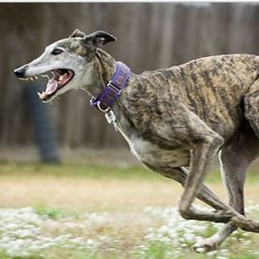 Greyhound Coursing club - YouTube