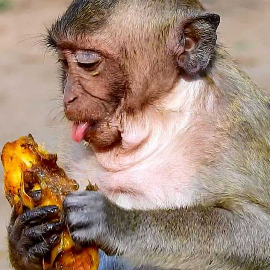 Baby monkey crying - YouTube