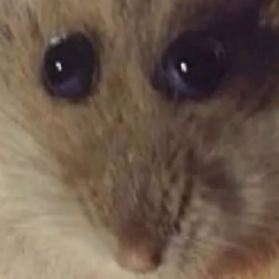 Ratorix - YouTube