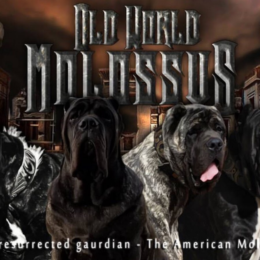 American Molossus Old World Molossus - YouTube