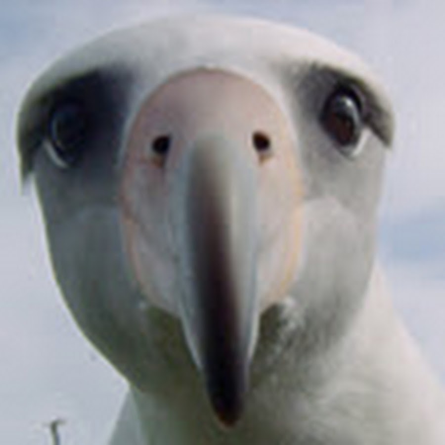 ALBATROSS the film - YouTube