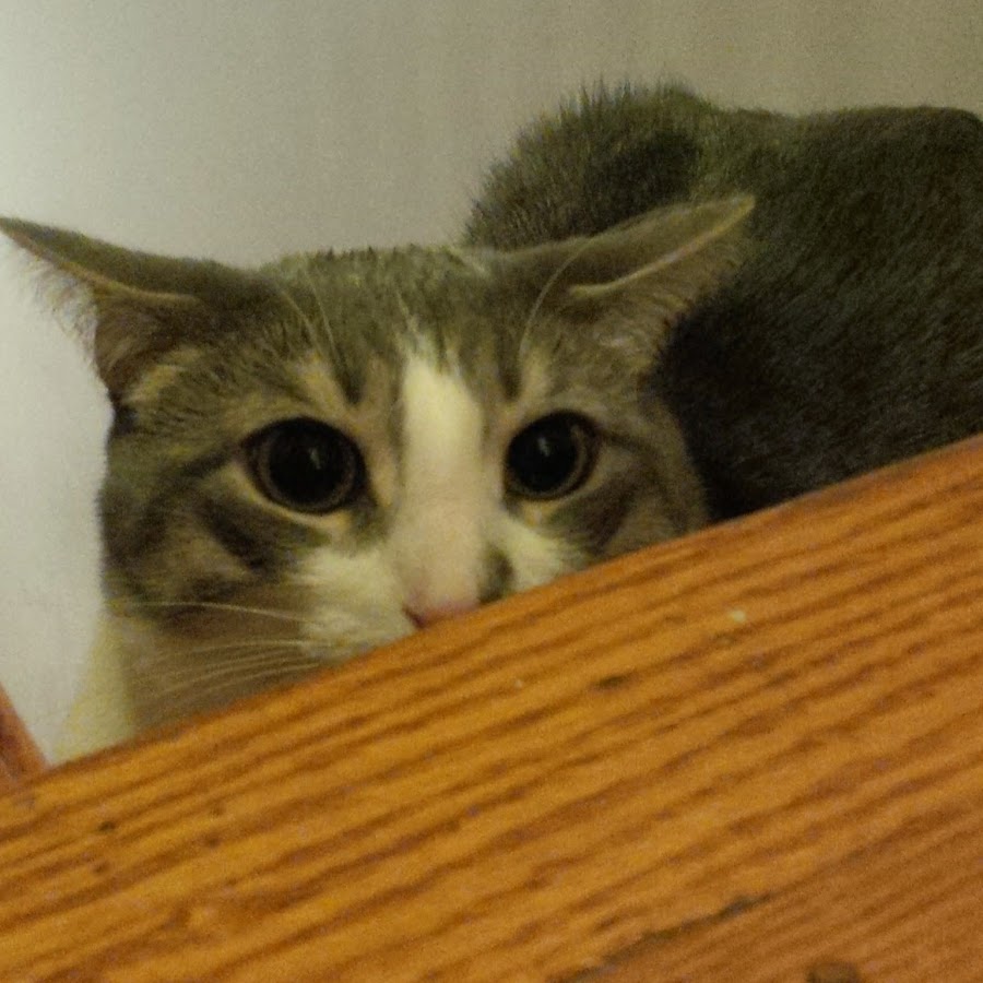 Gilbert the Cat - YouTube