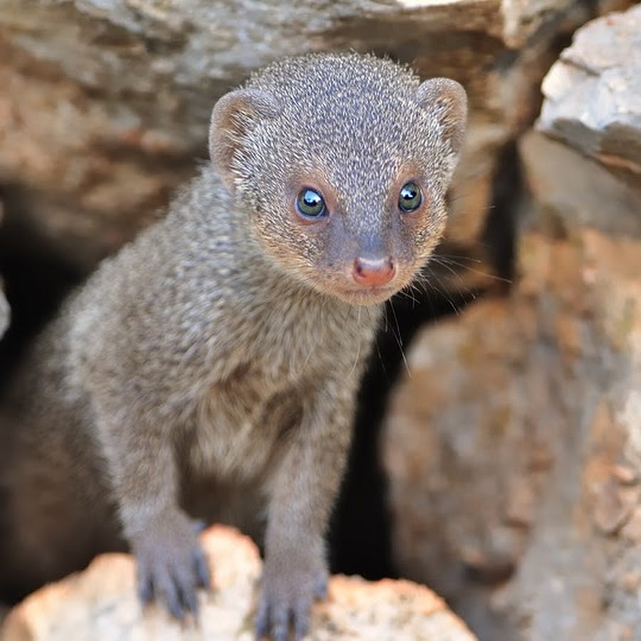 Promyka Mungo - YouTube