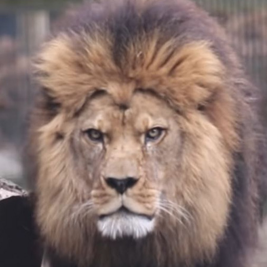 Yisra_el_awakening_400 - YouTube