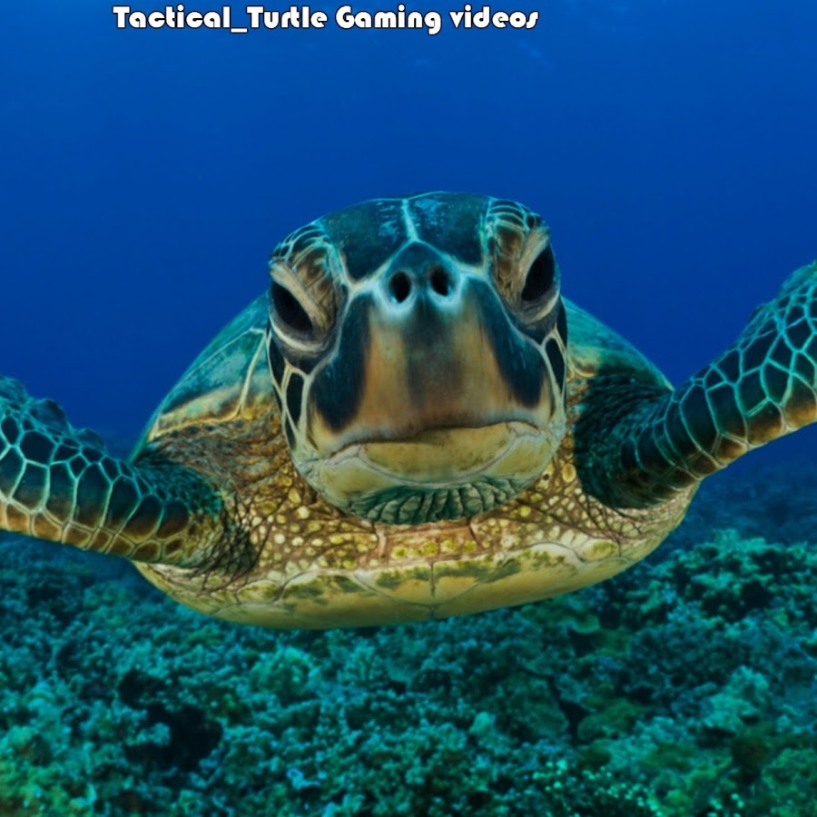 Tactical_Turtle - YouTube