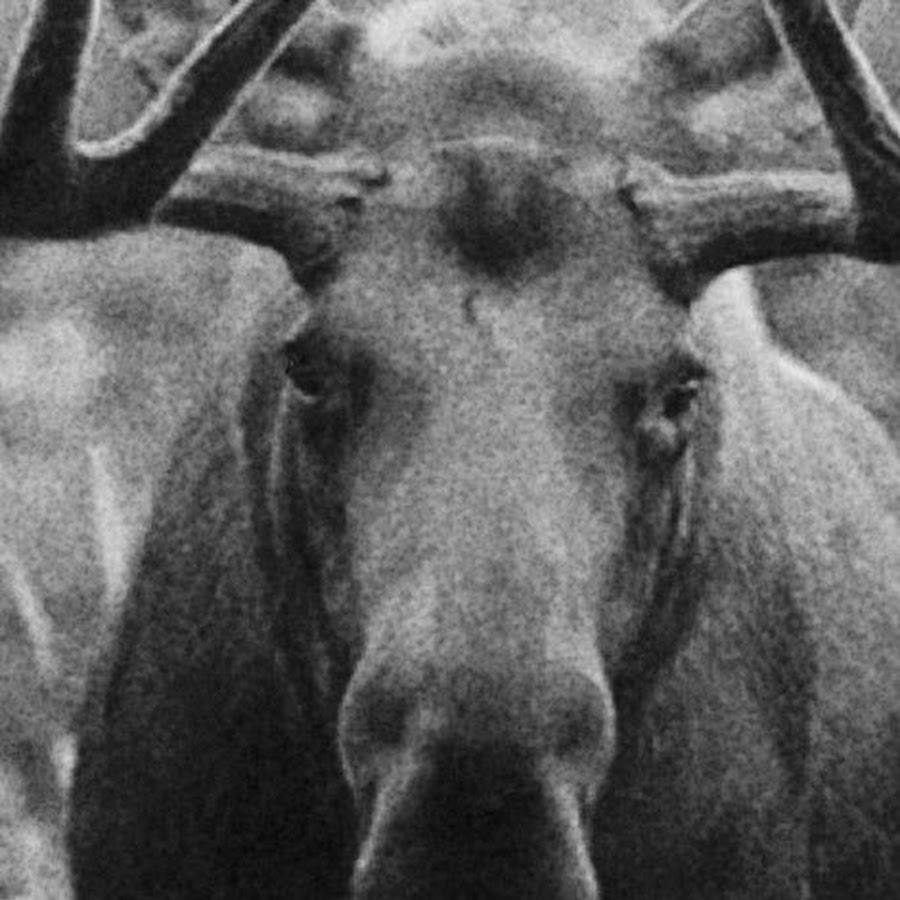 A Nanny Moose - YouTube