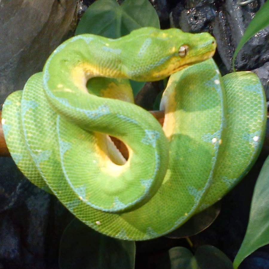 Morelia Viridis - YouTube