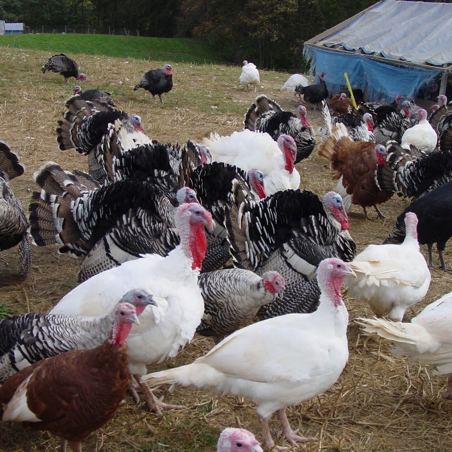 Turkey Farming - YouTube