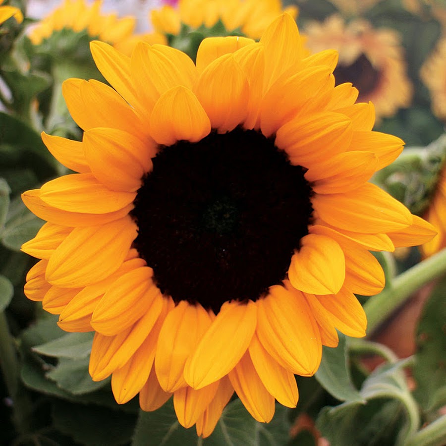 Sunflower Class - YouTube