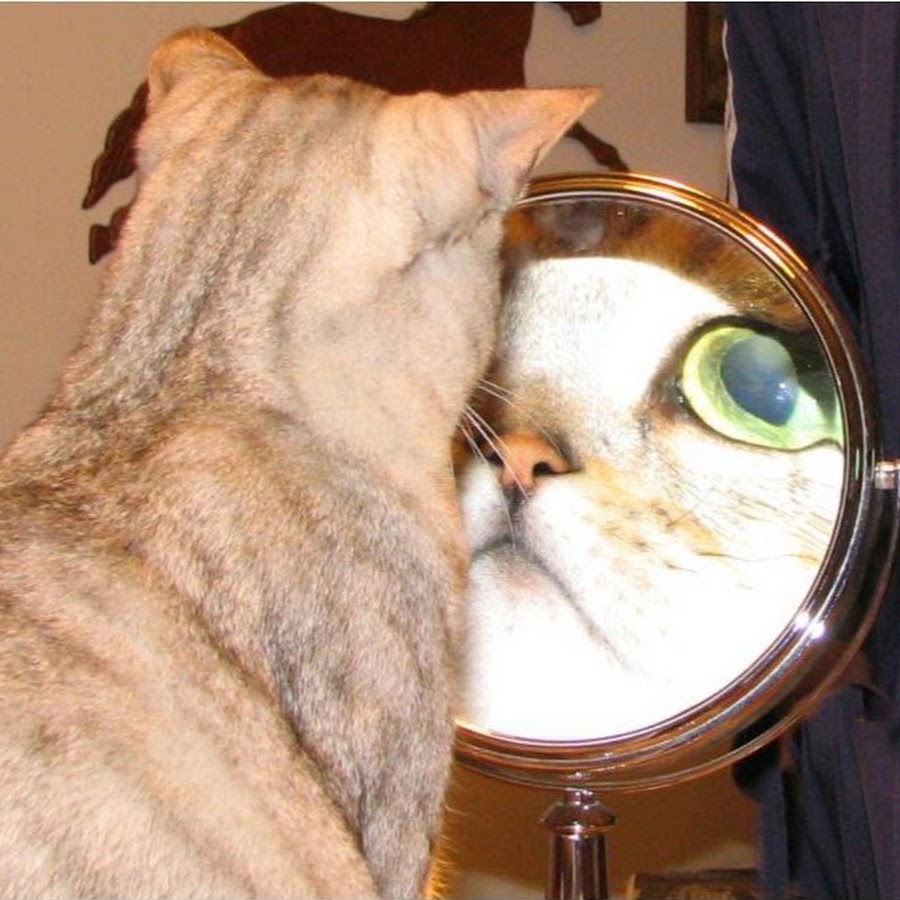 Deeply Disturbed Cat - YouTube