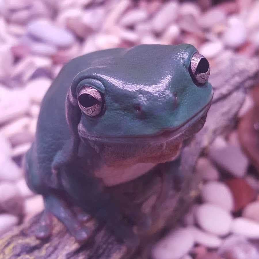 Freckle The Frog - YouTube