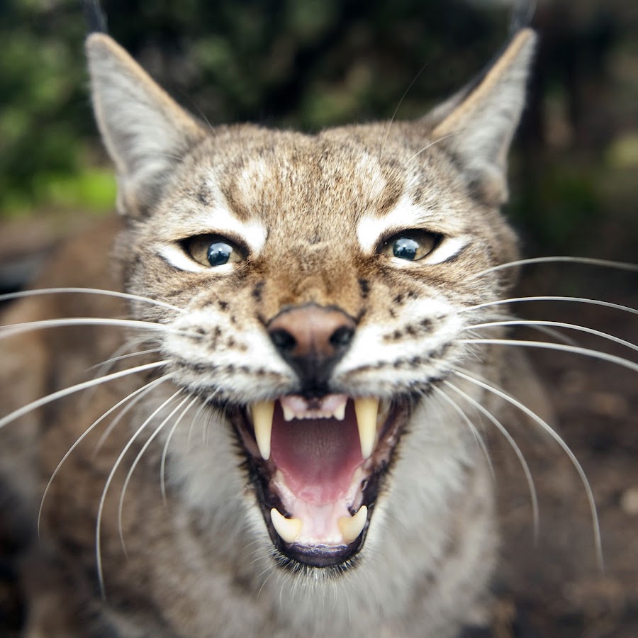 The white lynx - YouTube