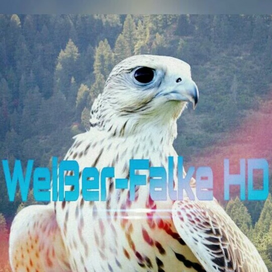 Weißer-Falke HD - YouTube