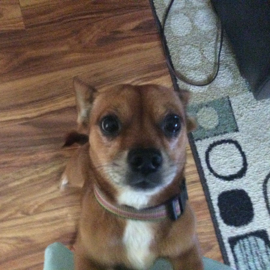 Coco the dog who Loves disney - YouTube