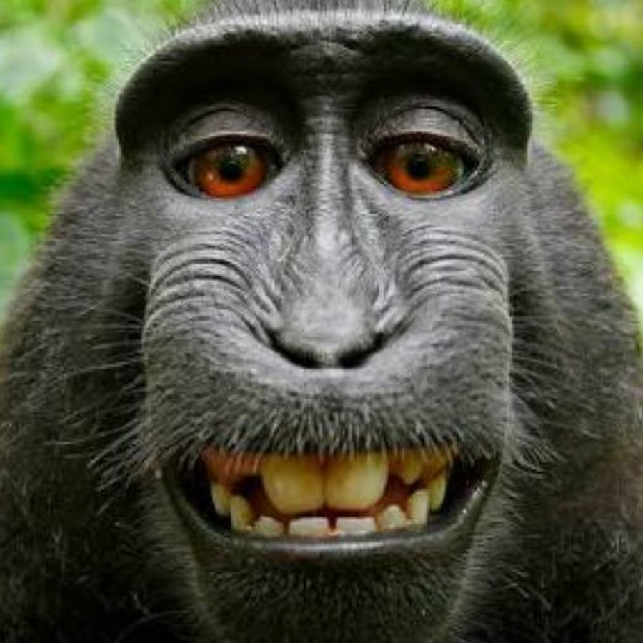 RagingMonkey - YouTube