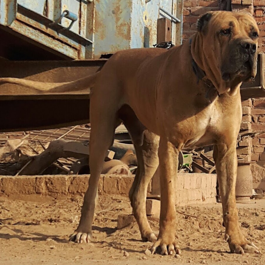 Amazing Bully kutta’s in India - YouTube