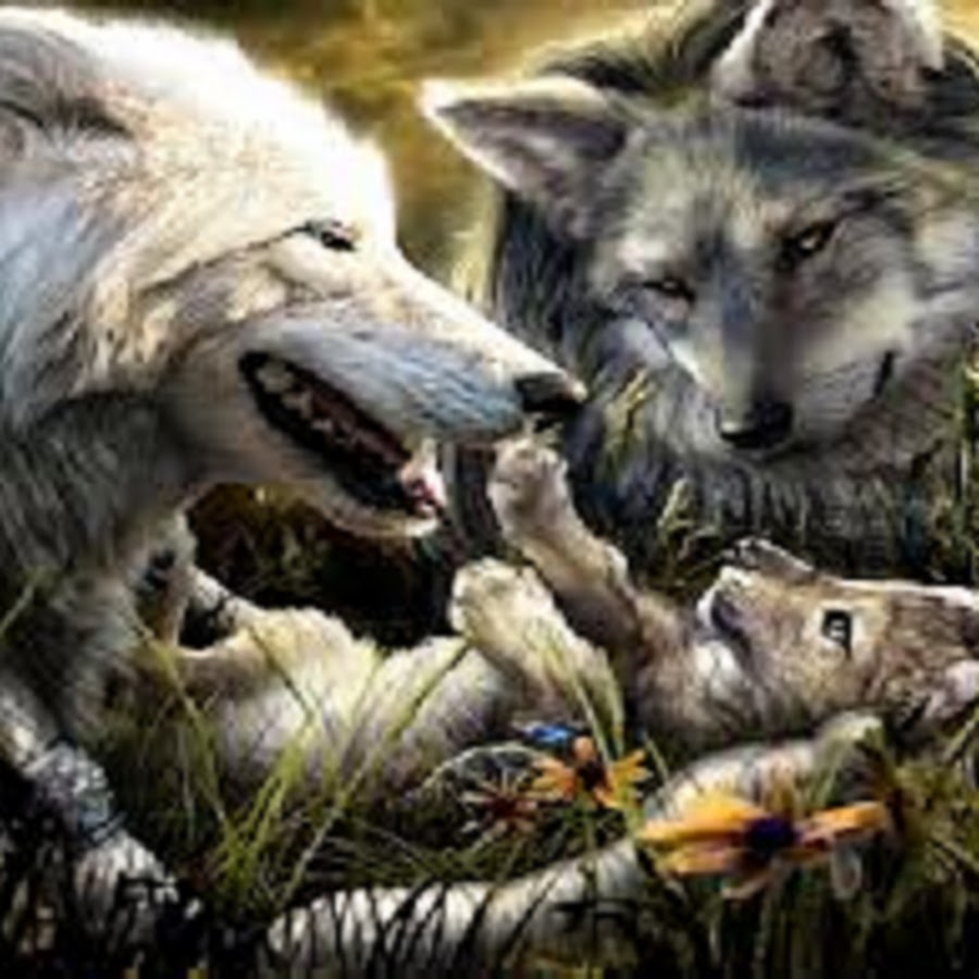 leo wolf - YouTube