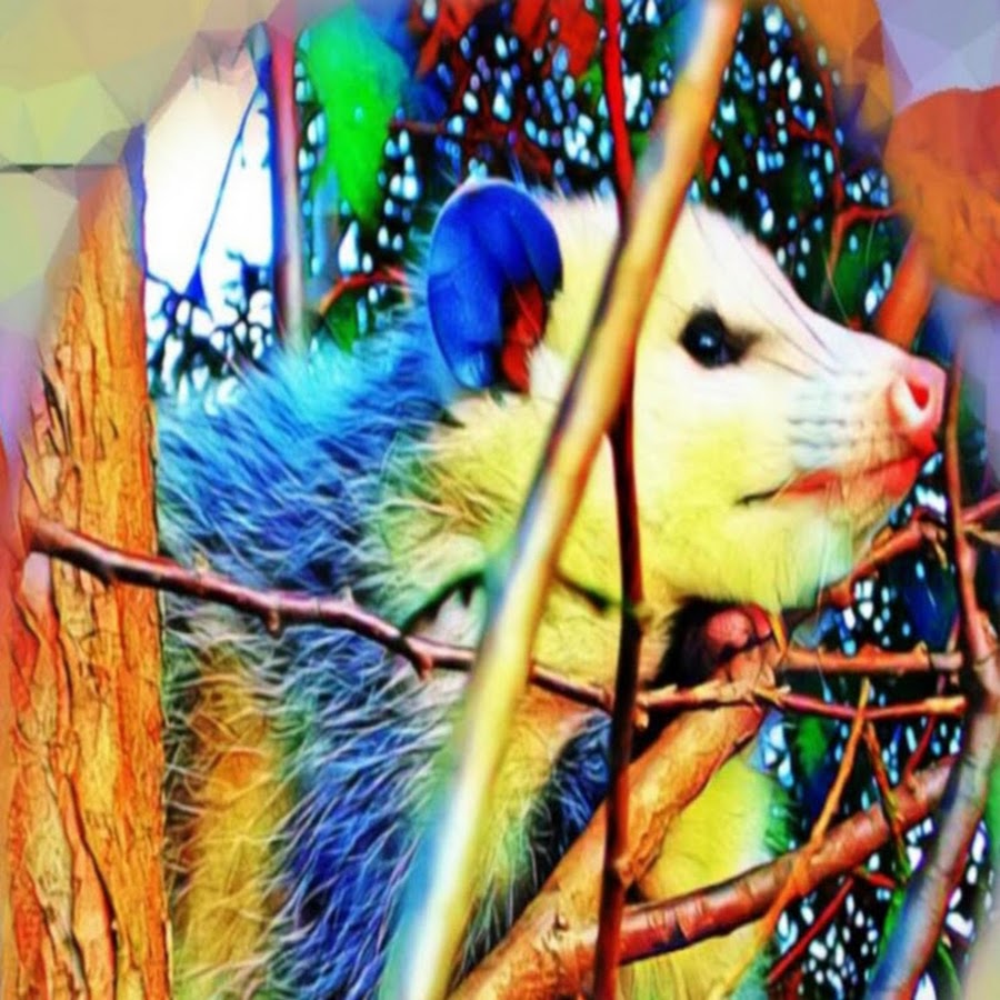 EL RUNCHO TV - YouTube