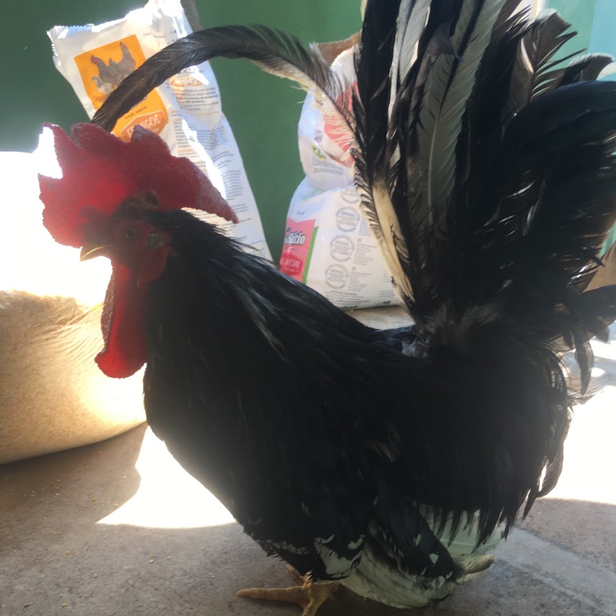 Criatório de Galize Fleury - YouTube