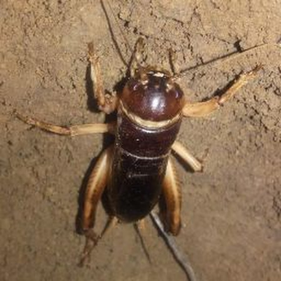 Kuryat Vlog - YouTube