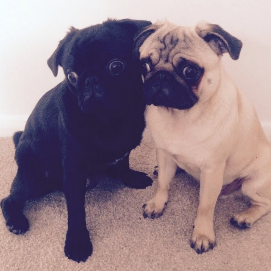 A Tale of Two Pugs - YouTube