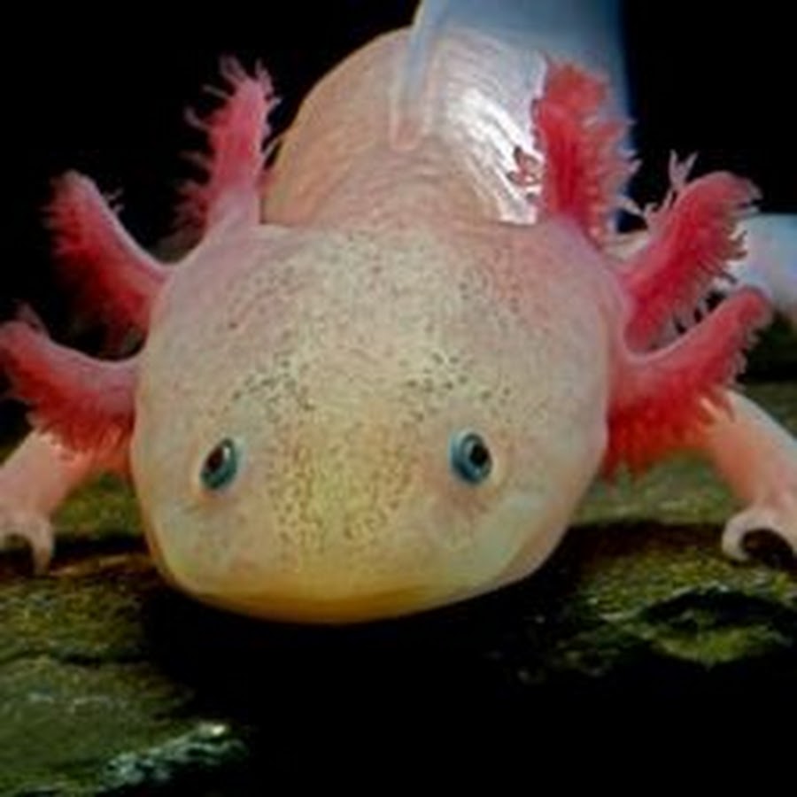 the axolotl army - YouTube