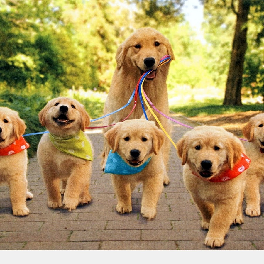 pug gamer 77 - YouTube