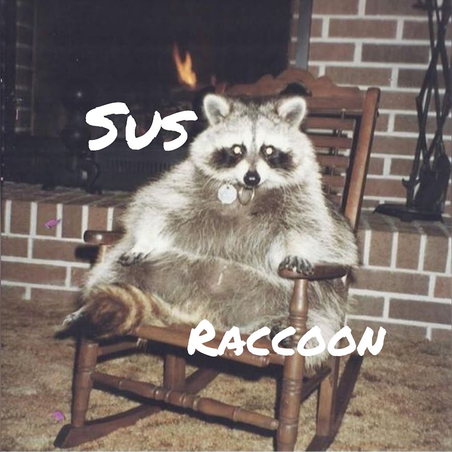 Sus Raccoon - YouTube