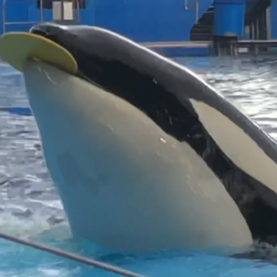 Tilikum orca Studios - YouTube