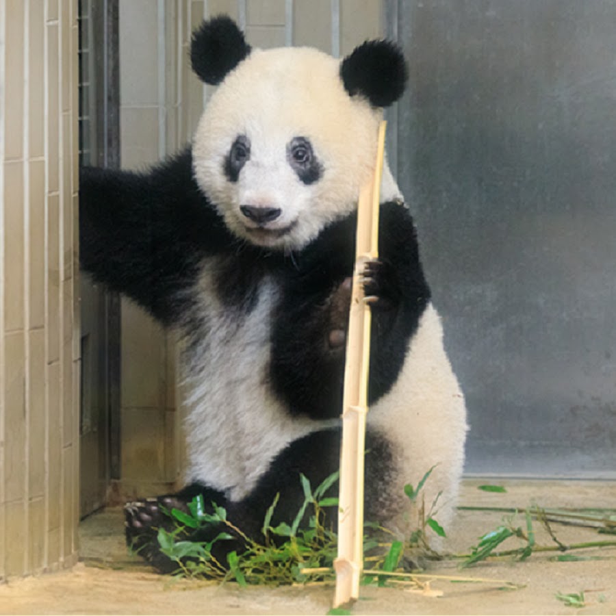 Daily panda life - YouTube