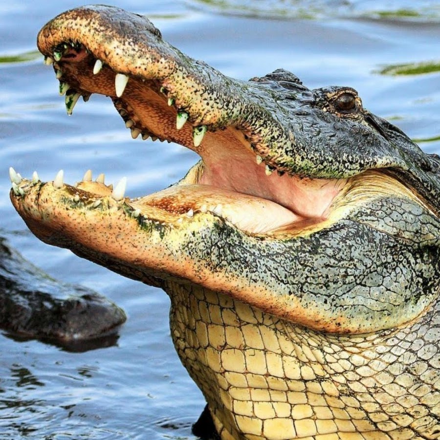 kroko deal - YouTube